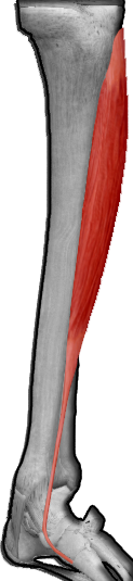 musculo tibial anterior