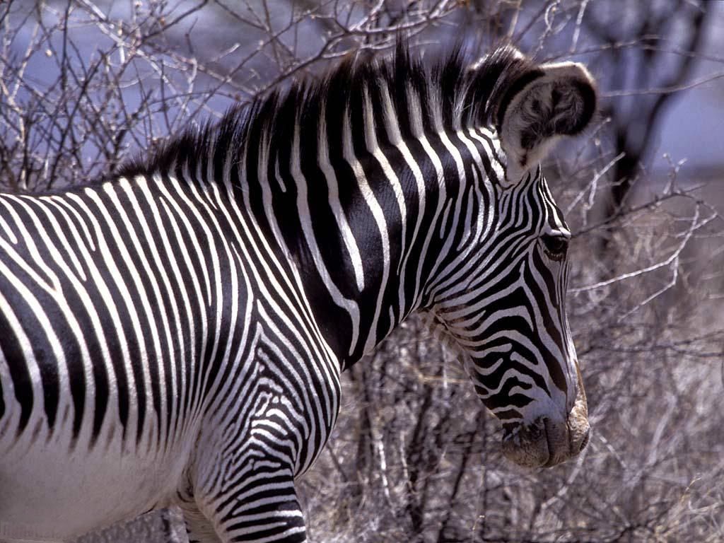 Top 42 Beautiful Zebra Wallpapers In Full HD | HDmasha
