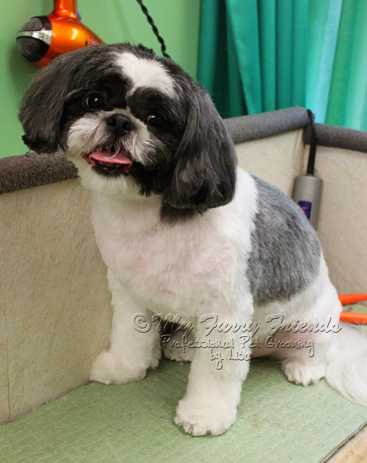 Pet Grooming: The Good, The Bad, & The Furry: Mats, Mats, and More Mats