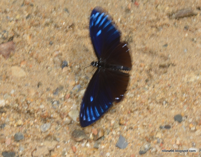 The Forested Path (and Beyond): BUTTERFLIES of RAUB: The Great Blue ...