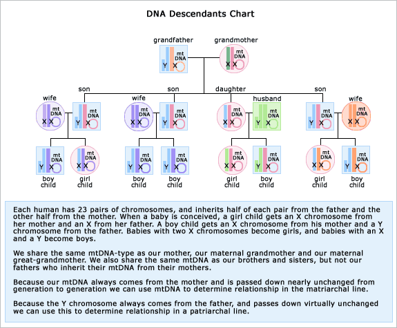 ALL ABOUT DNA: DNA GENEALOGY TESTING