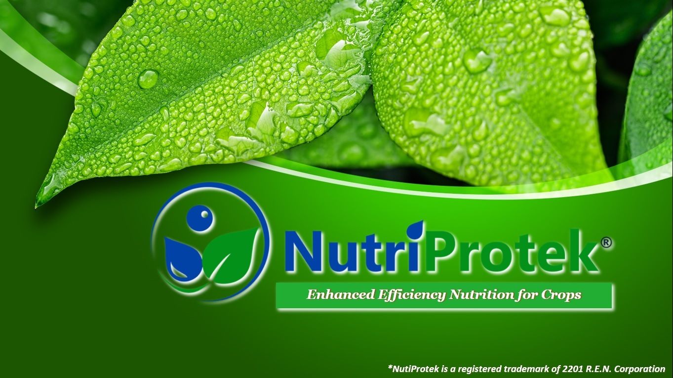 Effective Crop Nutrition, Better Crop Protection: The role of nutrition ...