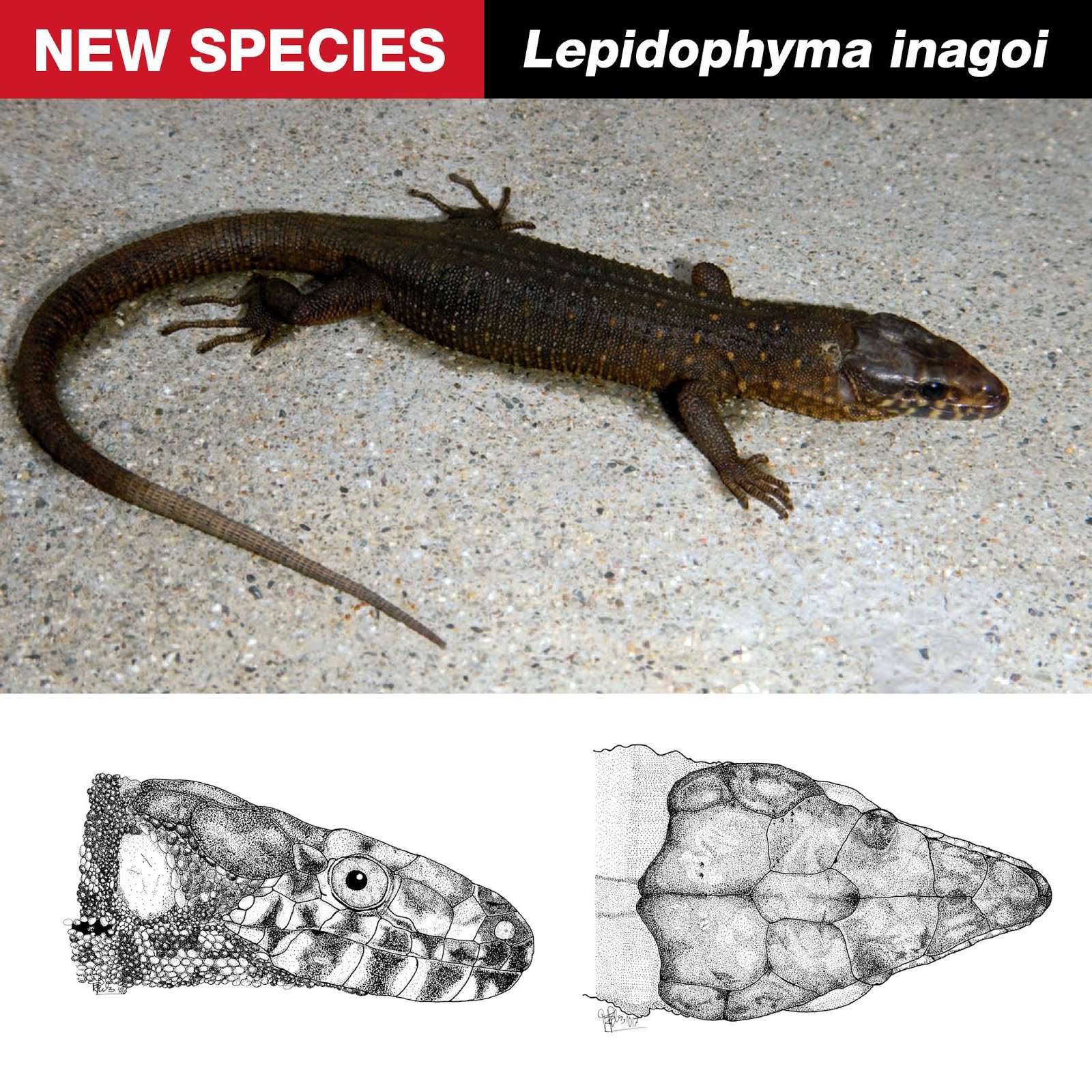 Species New to Science: [Herpetology • 2018] Lepidophyma inagoi • A New ...