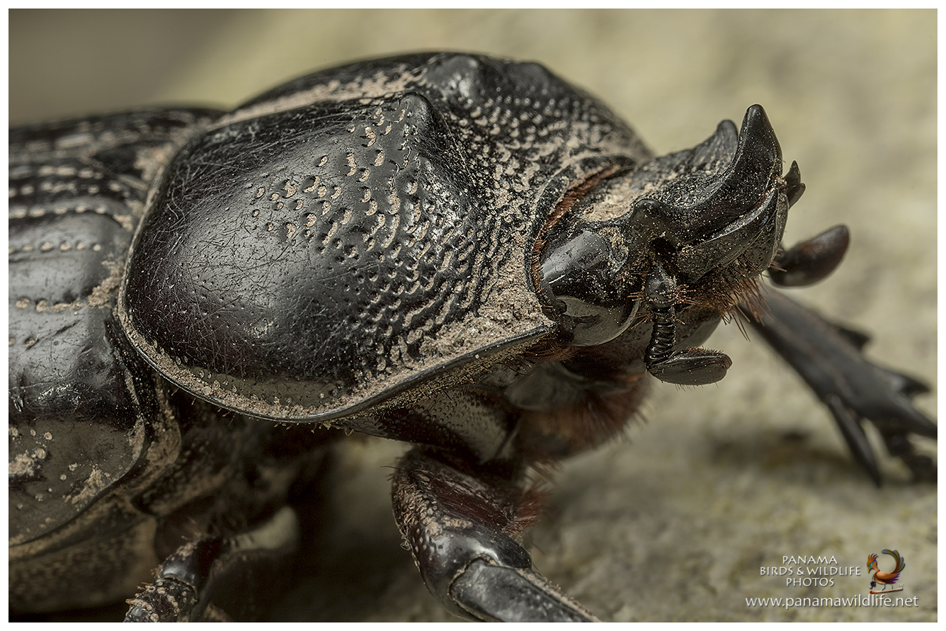 Nocturnal Macro-Adventure