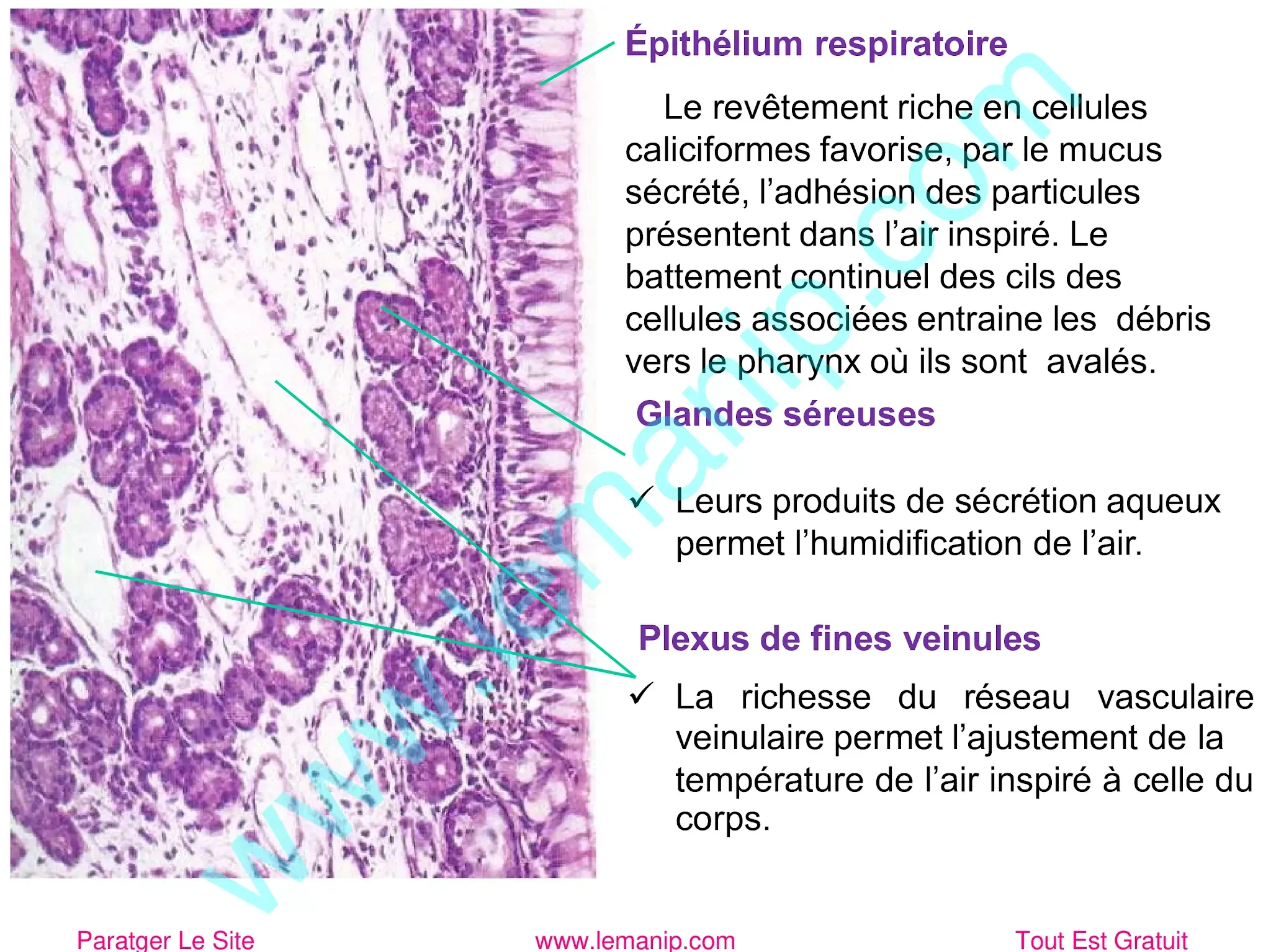 Histologie De L'appareil Respiratoire