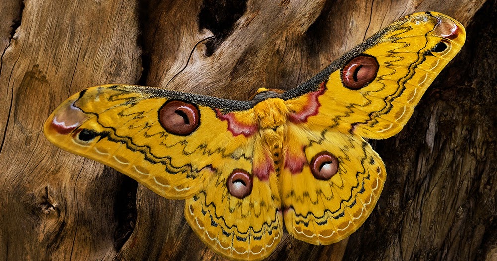 Moths of Thailand & SE Asia 2 | BugsAlive