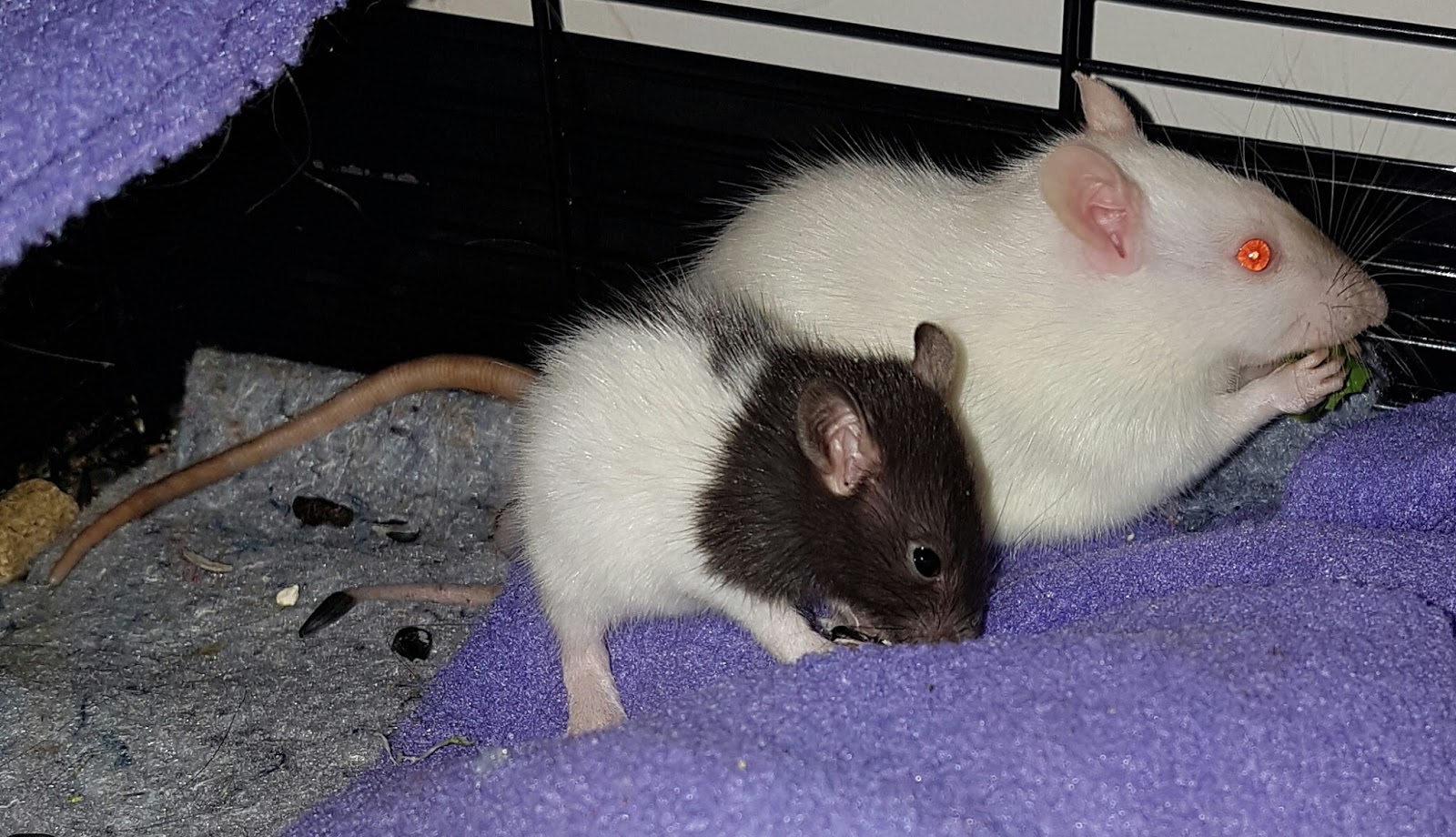 Happy Tails - Worcester Foster Rats