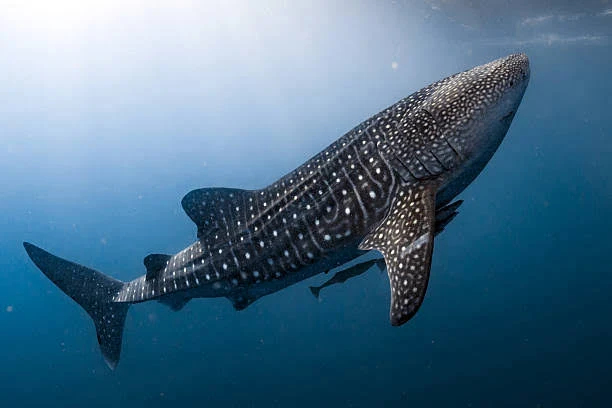 10 Amazing Facts about Shark skin You Probably Don't Know - Animalassic