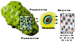 BARRAS DE NONI: Descripción y componentes químicos del Noni