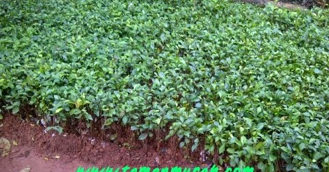 POHON TEH-TEHAN | Tanaman pagar | JUAL TANAMAN HIAS MURAH | TUKANG ...