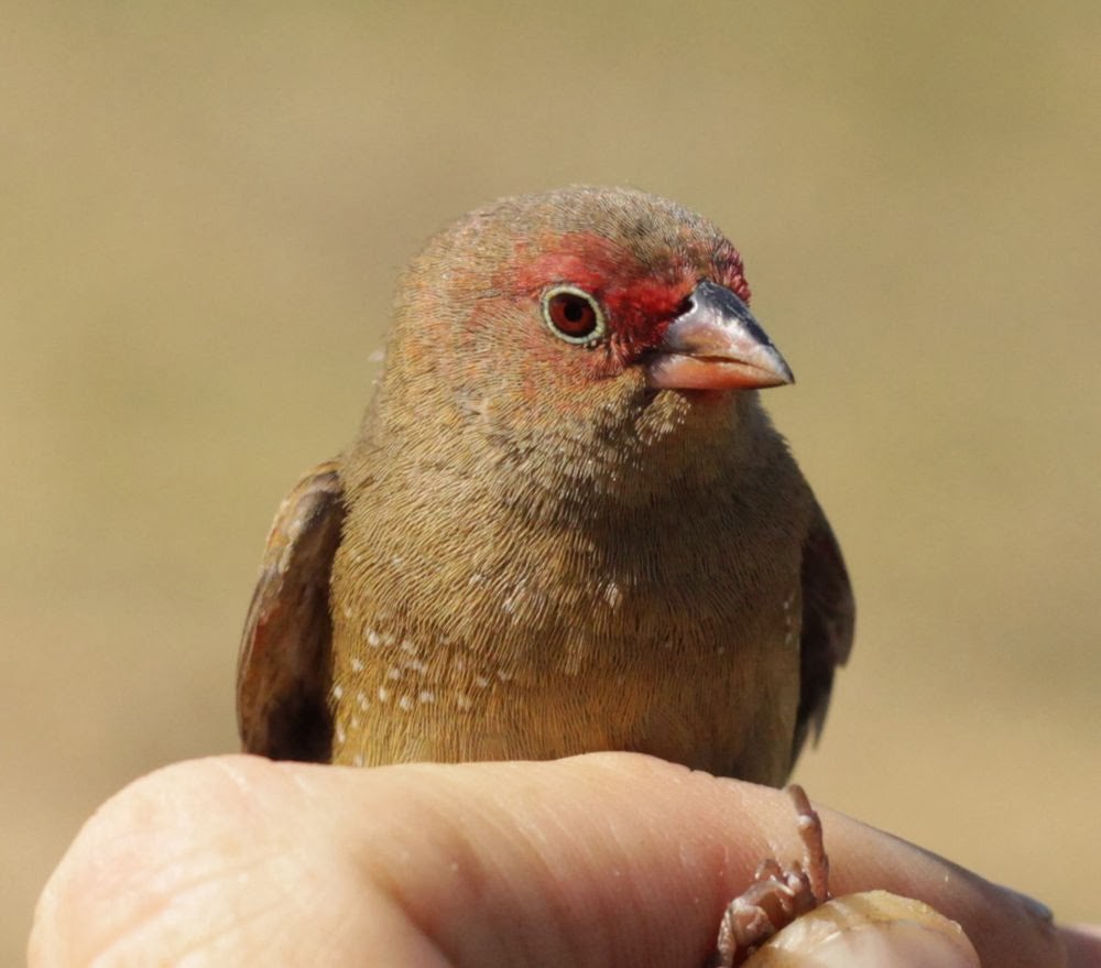 Firefinch? Waxbill? Ethiopia Jan 24 | BirdForum