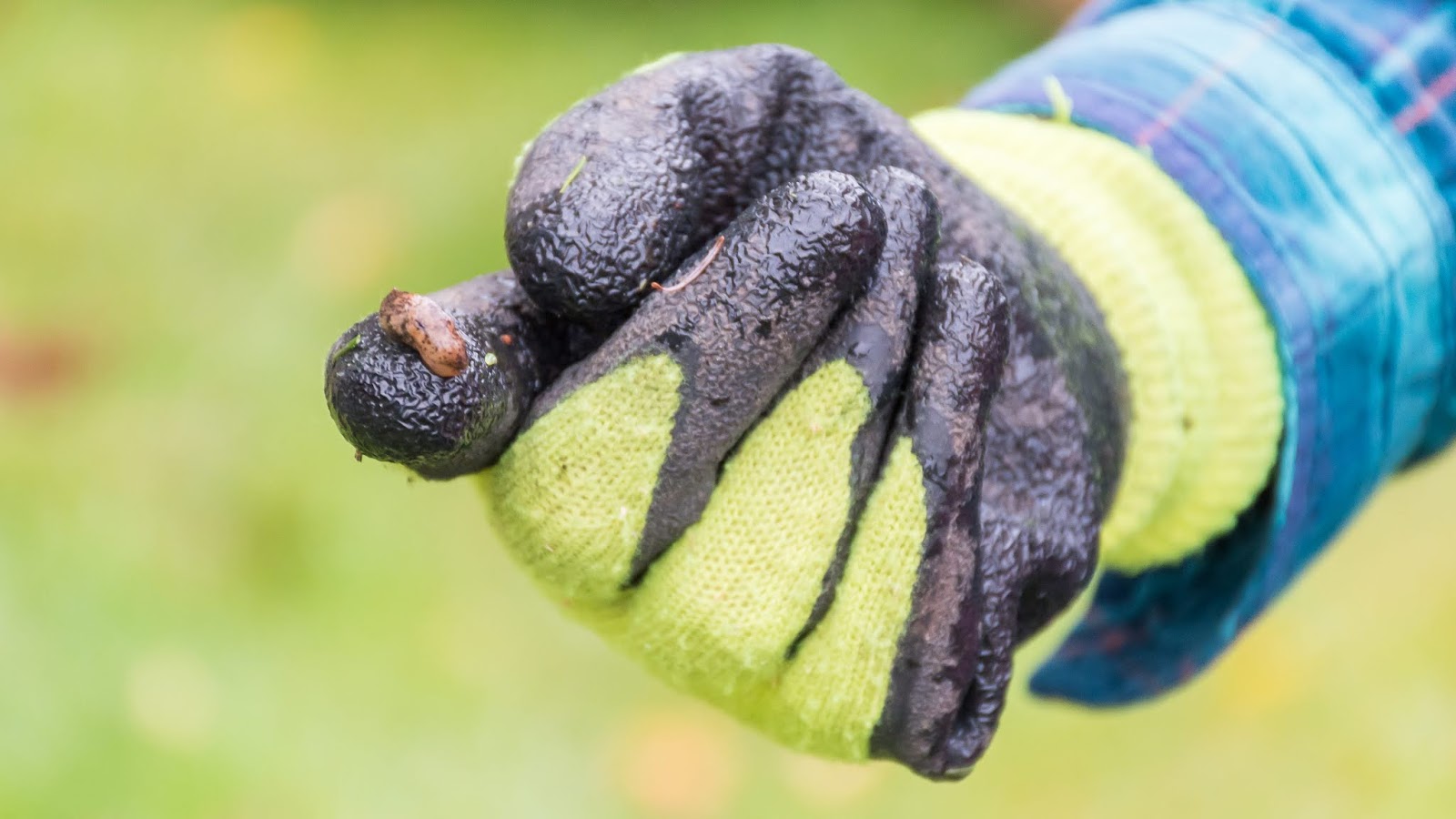 WSDA AgBriefs: Christmas tree inspections allow Washington trees to ...