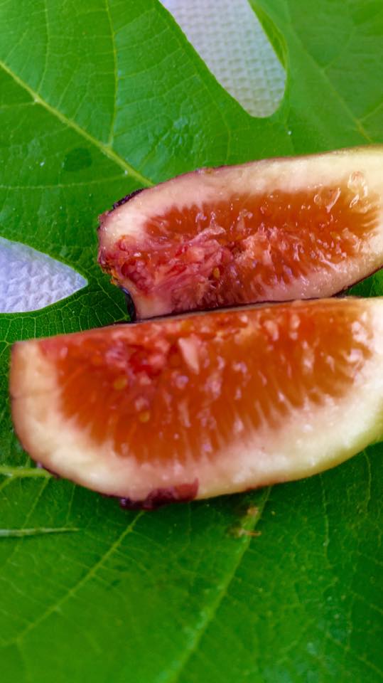 Figs Photo Collection Around the World: Brazilian XP Figs