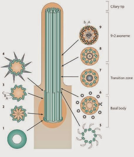 Ivernalia: 4º ESO Biología y Geología UD 3 La célula