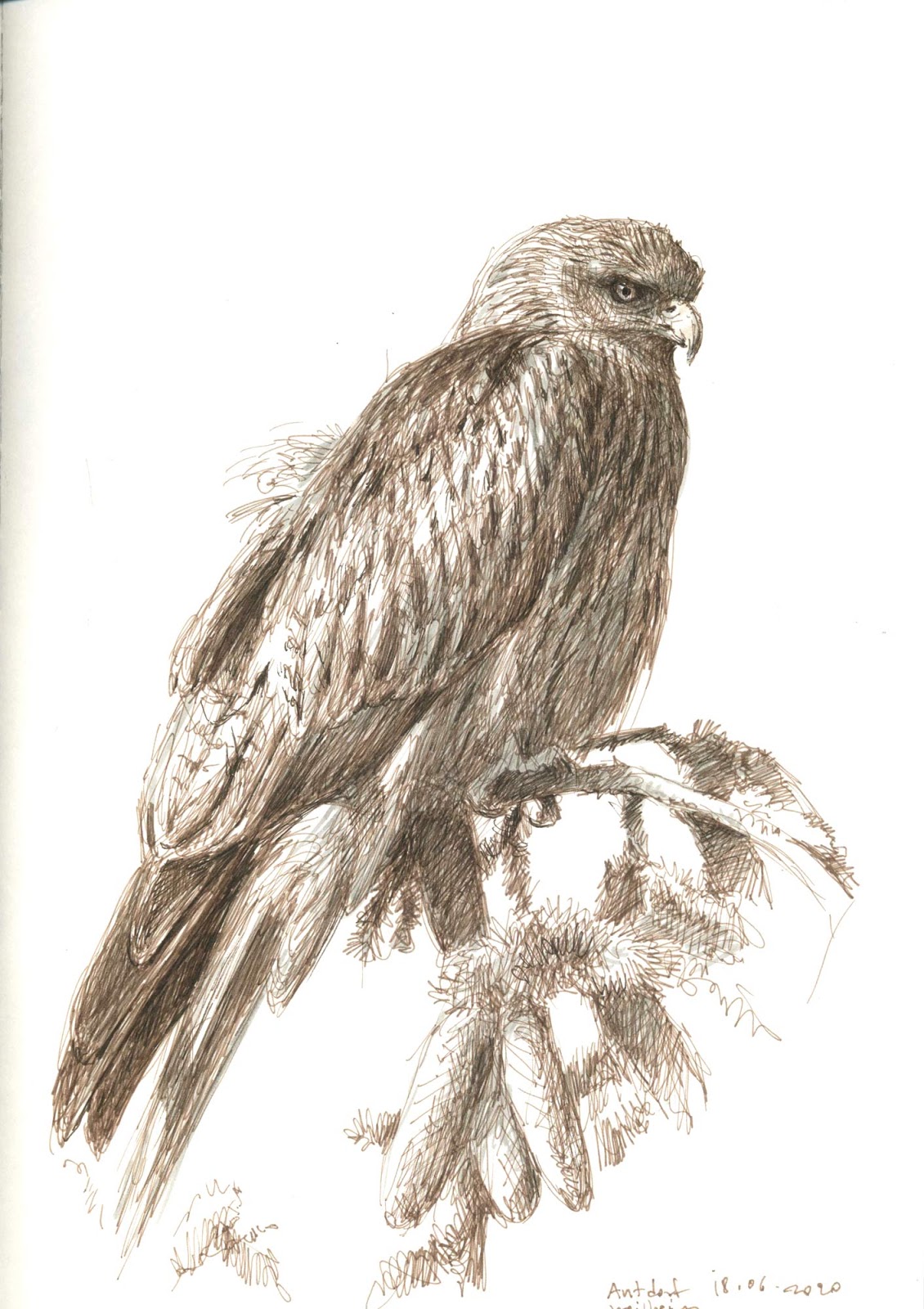 Red kite field studies