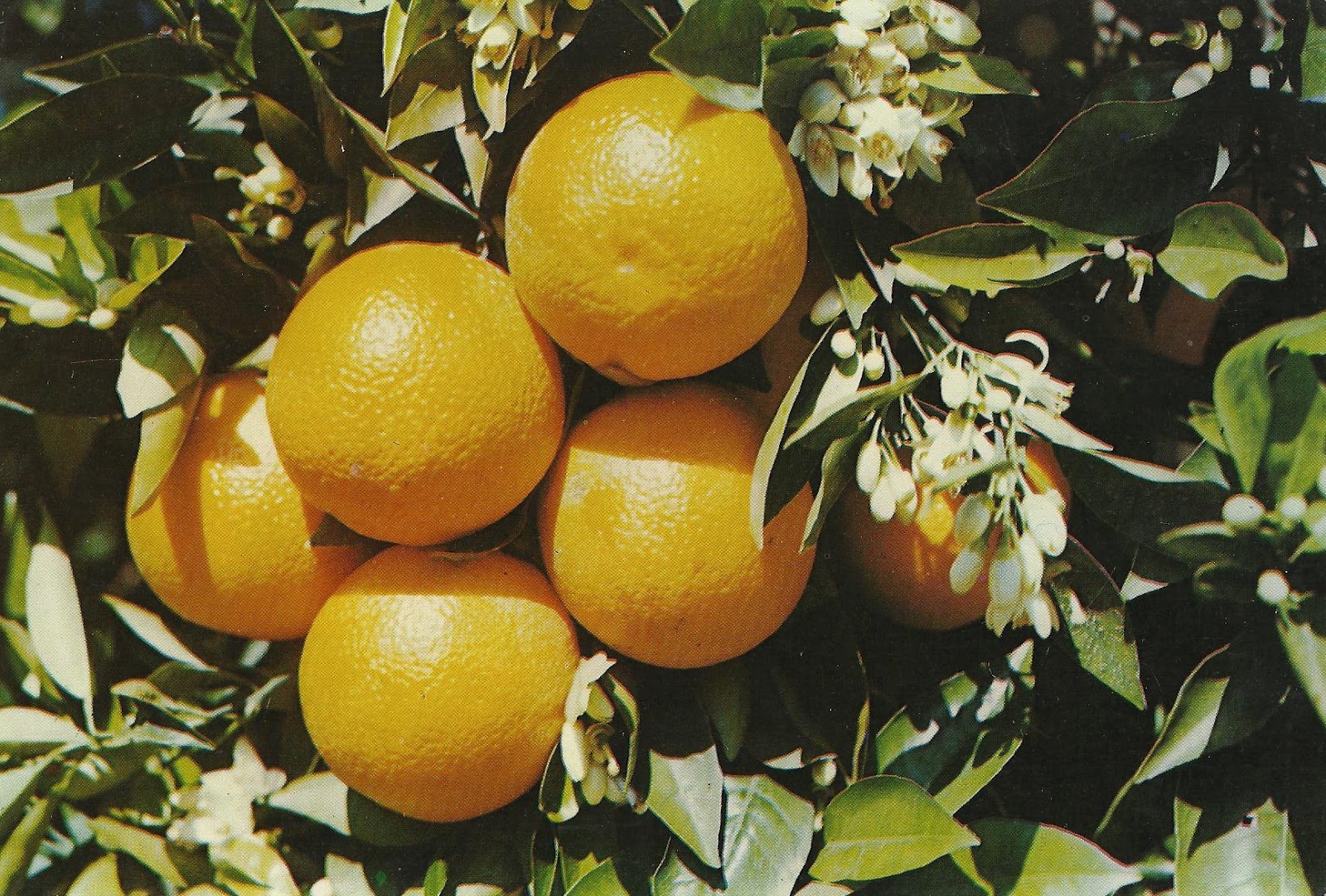 Vintage Travel Postcards: Florida Citrus