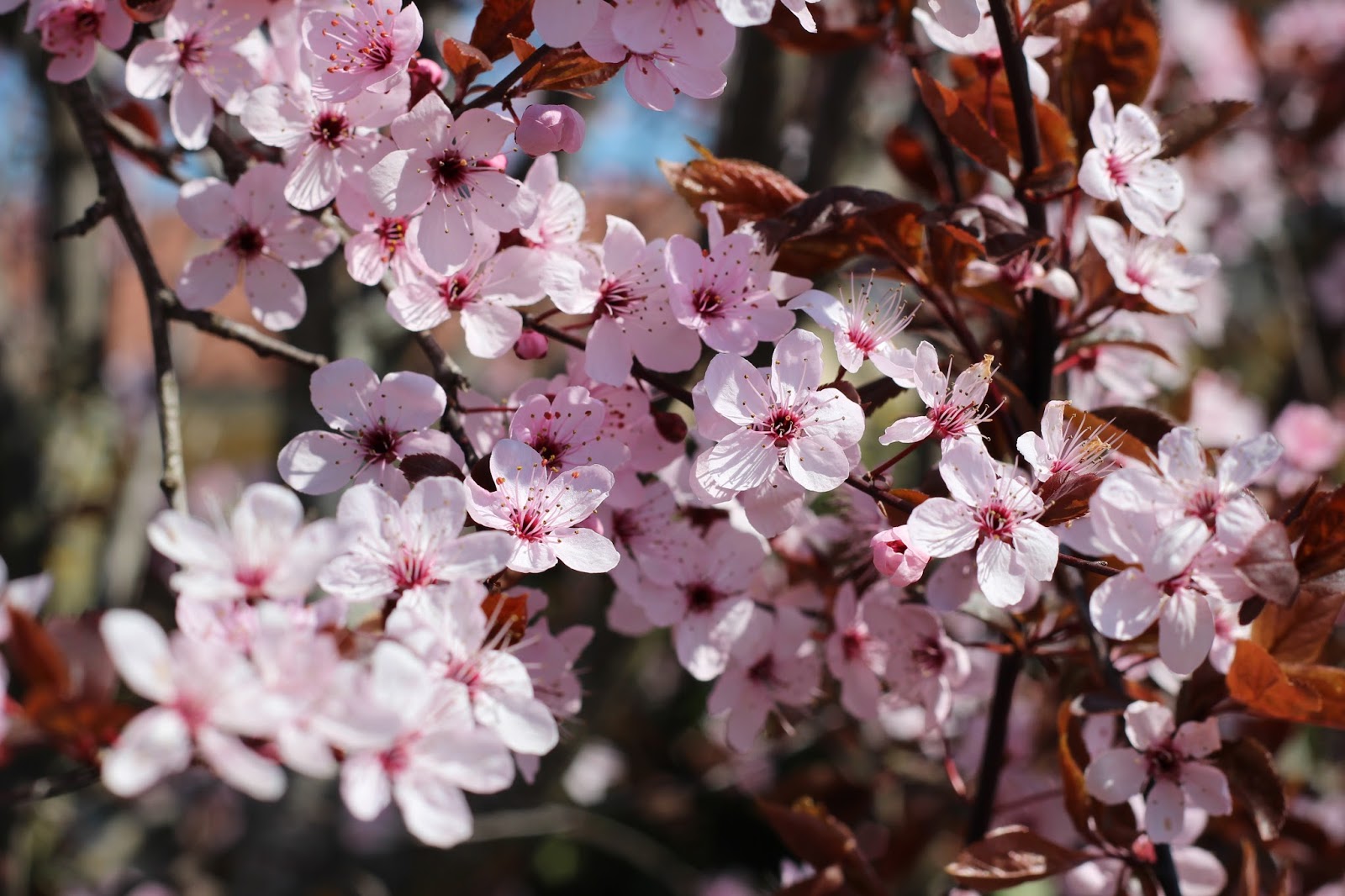 Roses du jardin Chêneland: Prunus cerasifera "Thundercloud"