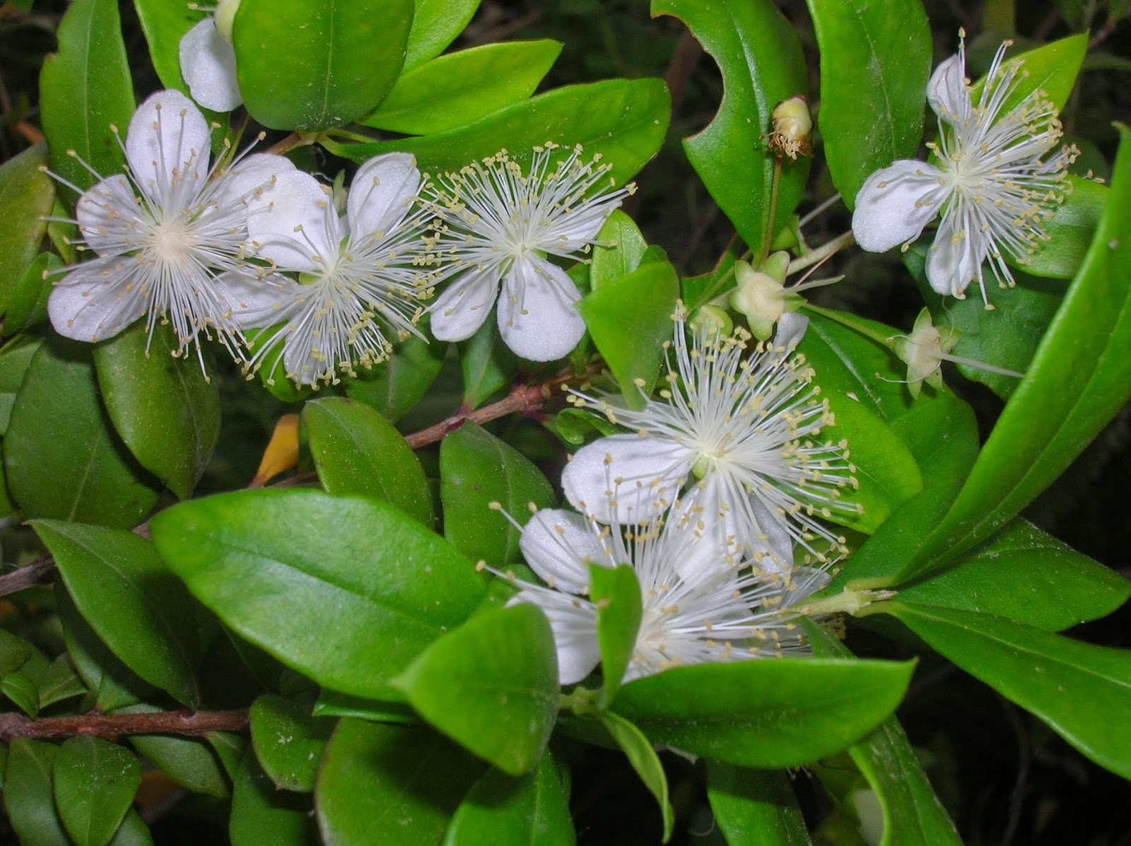 Recregarden: MYRTUS COMMUNIS