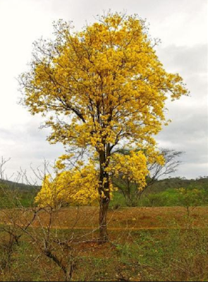 fauna y flora tumbesina: Flora de Tumbes