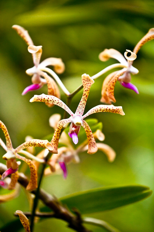 What Karen Sees: Orchids in Fiji