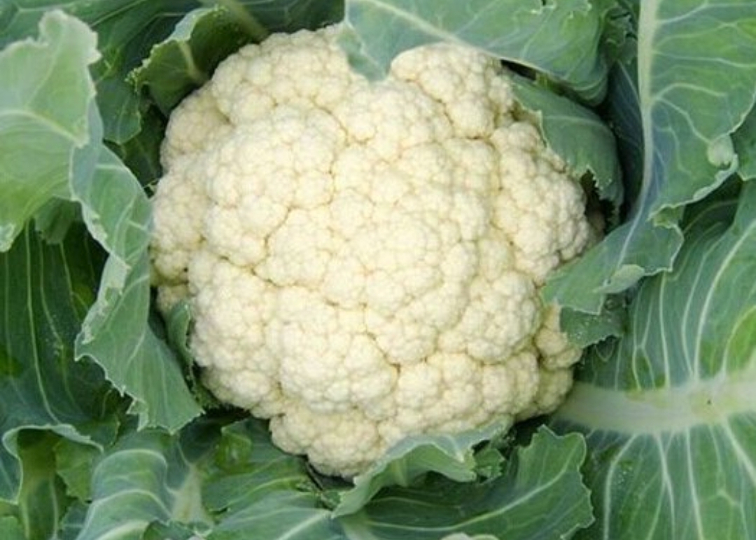 SUMBER ILHAM: KHASIAT BUNGA KUBIS UNTUK KESIHATAN