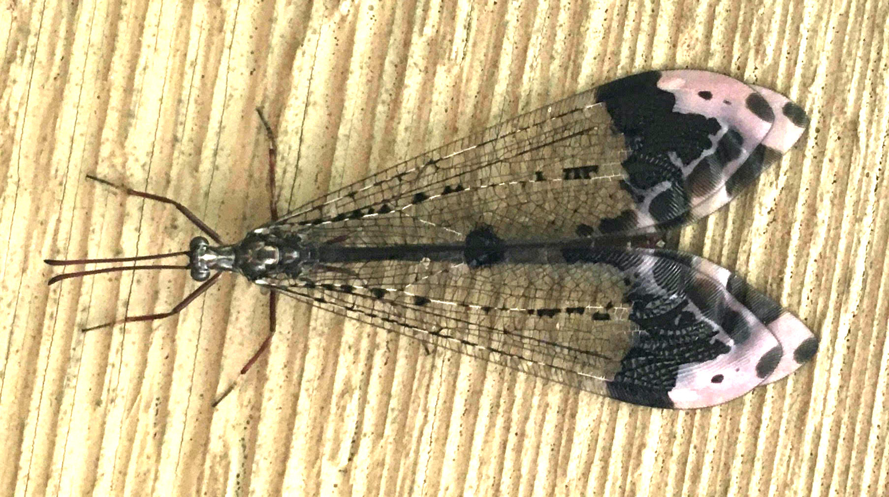 Springfield Plateau: Picture Winged Ant Lion