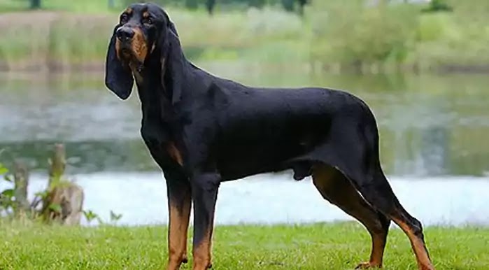 Black and Tan Coonhound Dog Breed Info: Price, Characteristics ...