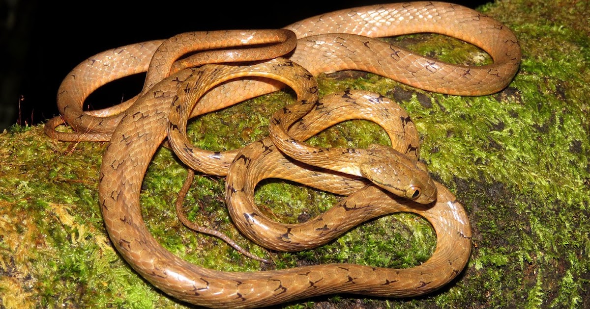 Snakes of Sri Lanka