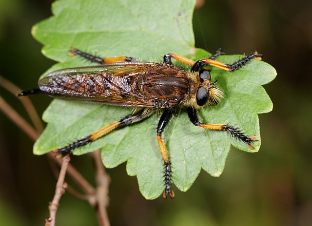 Real Monstrosities: Red-footed Cannibalfly
