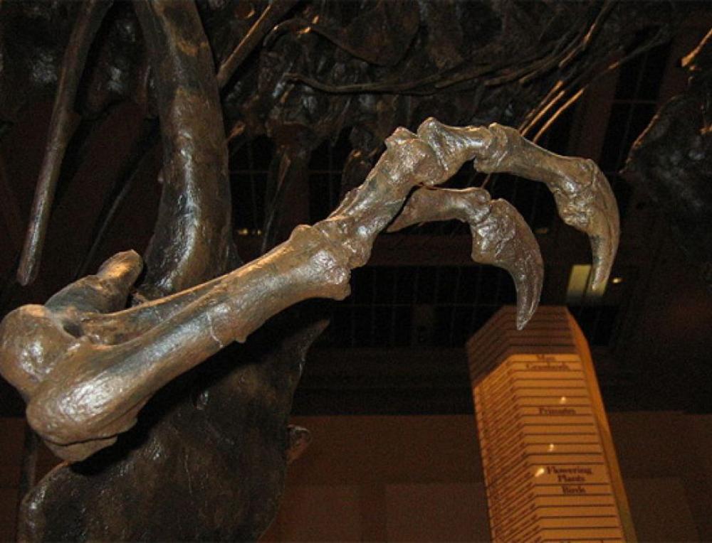 Dinosaurios y Vida Prehistórica: TIRANOSAURIO REX