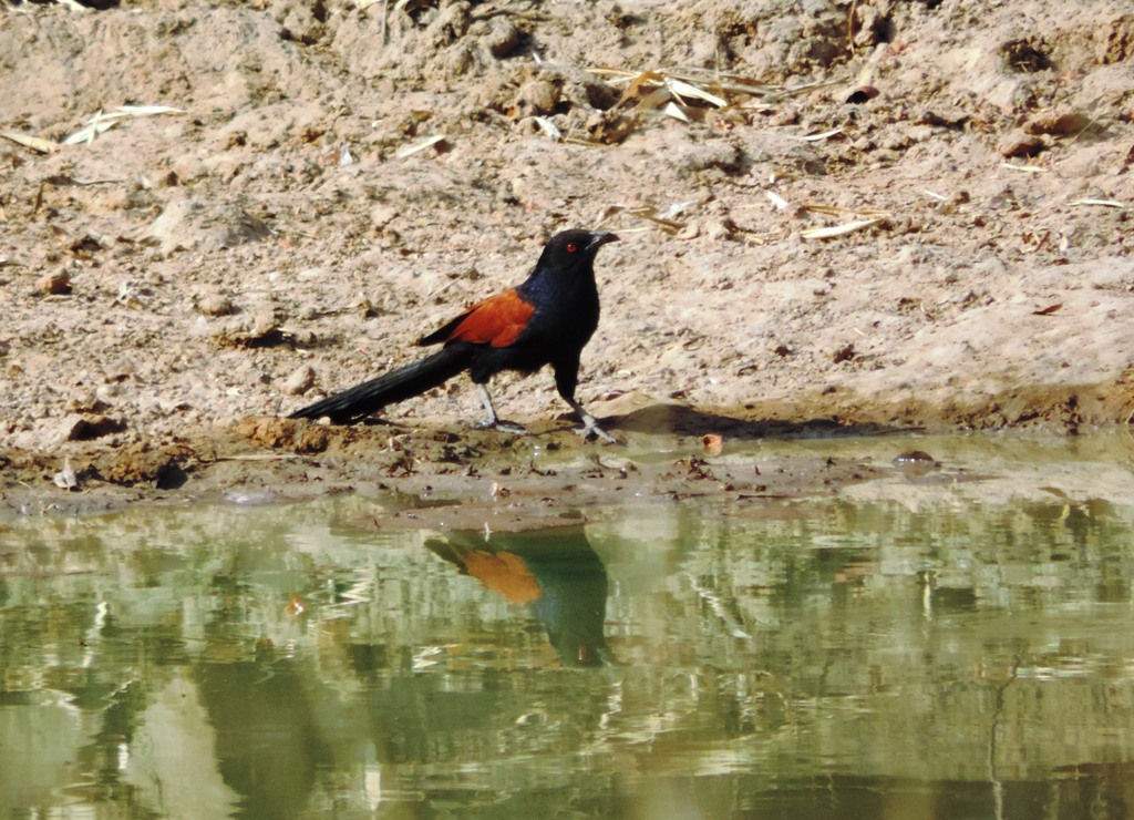 Just About Everything: Bird sightings at Tadoba National Forest ...