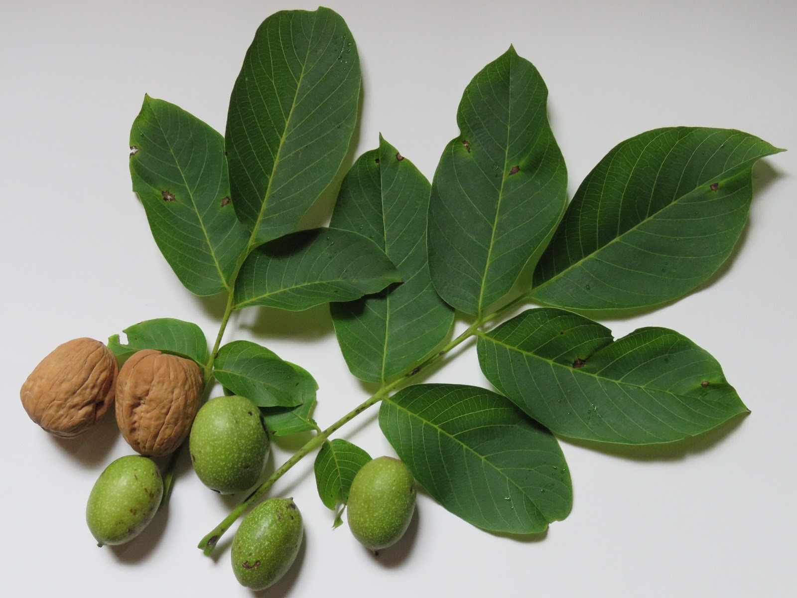 Iz malega zraste veliko: Spoznavamo in uporabljamo OREH