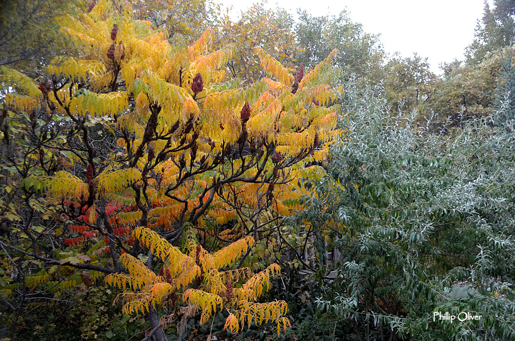 Red Butte Garden and Arboretum, Salt Lake CIty, Utah