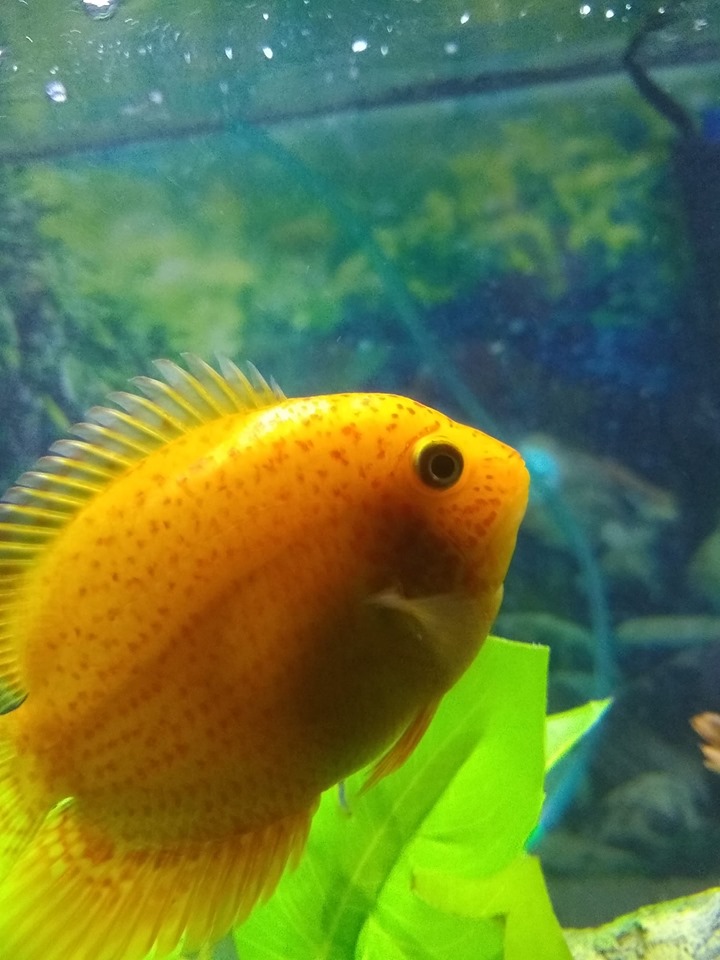 SeverumCichlids: Red Spotted Severum