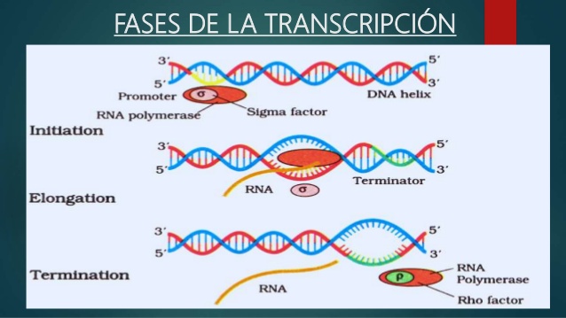 Alteraciones del proceso de transcripción en la diabetes.