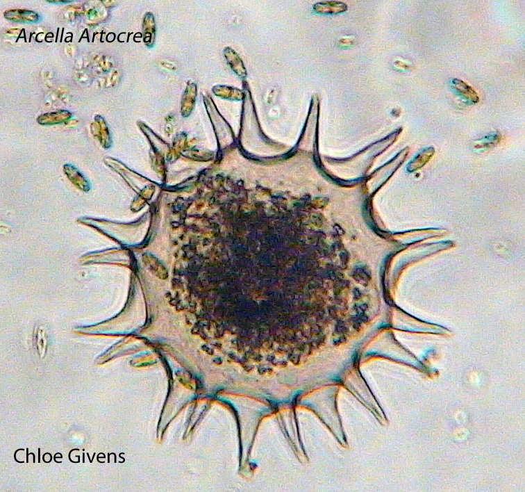 Botany 111: An Inquiry Into The Dynamic Microorganisms In Our Environment