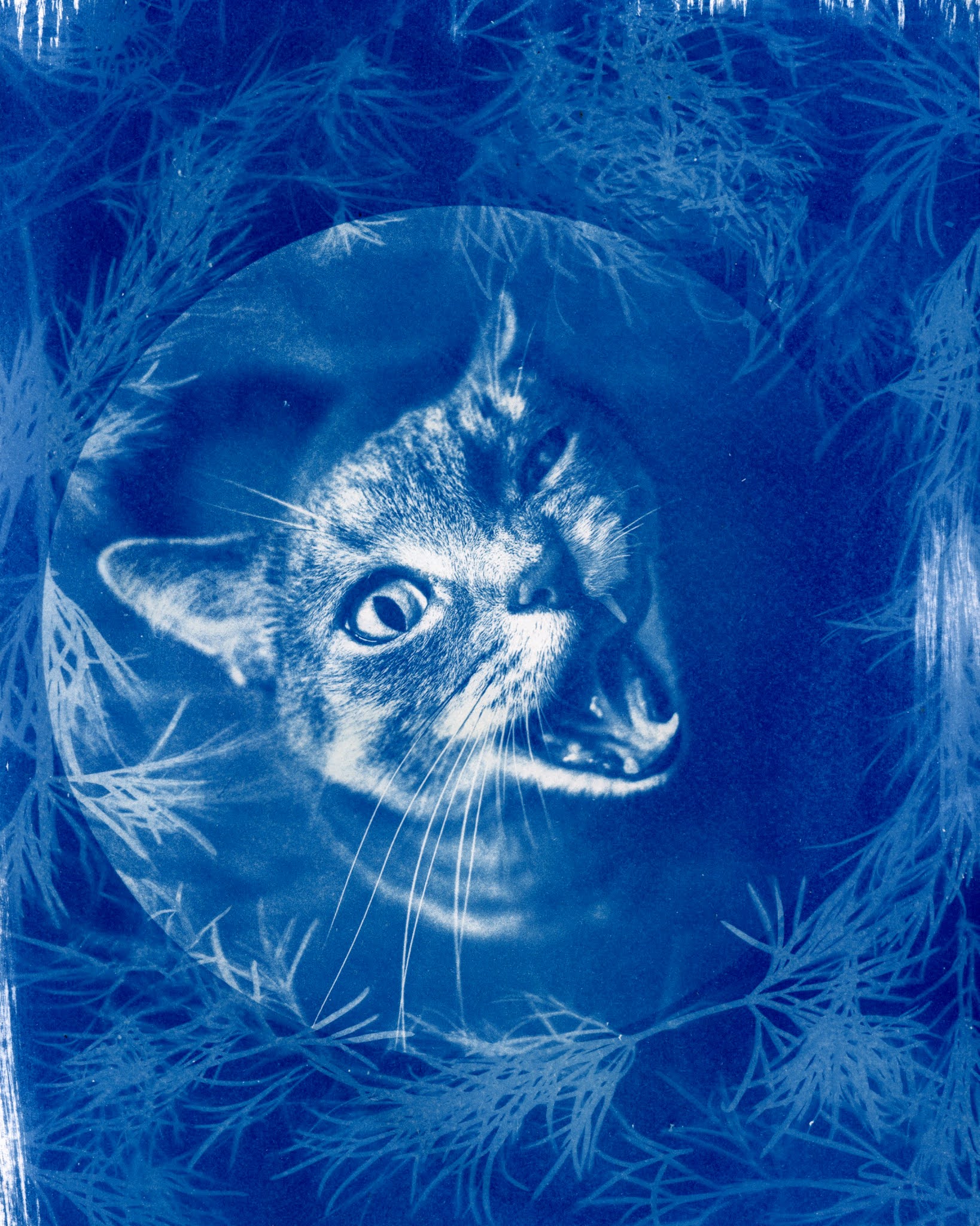 brennanprobst.com: First Cyanotypes