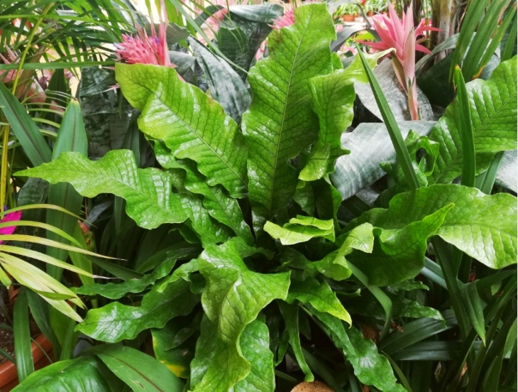 Plantas y flores: Microsorum musifolium