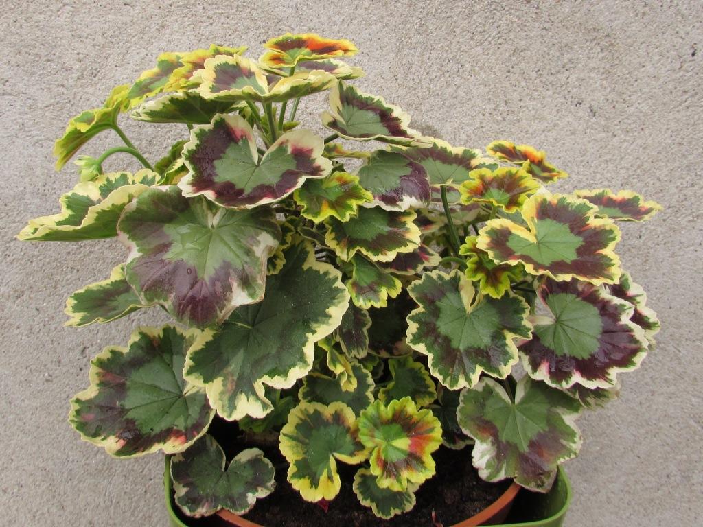 Pelargonium: 'Mrs. Pollock'