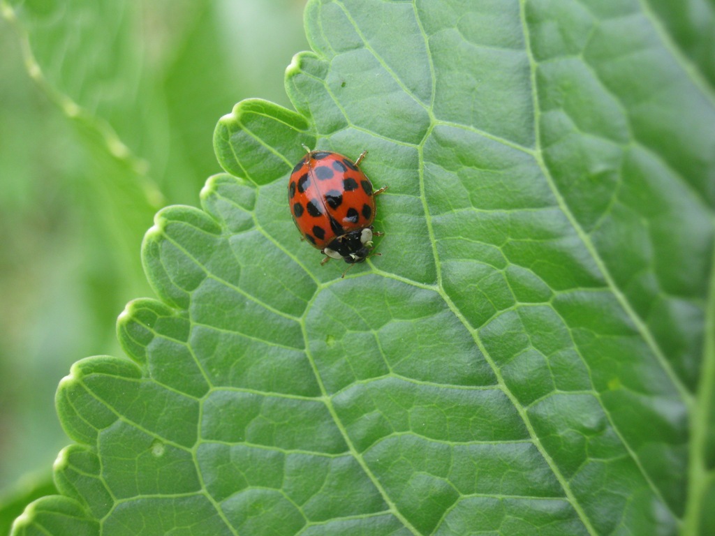 Azijska bubamara - Asian beetles