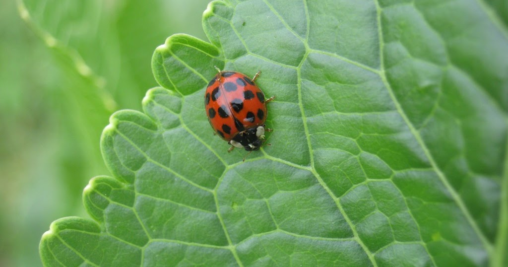 Azijska bubamara - Asian beetles