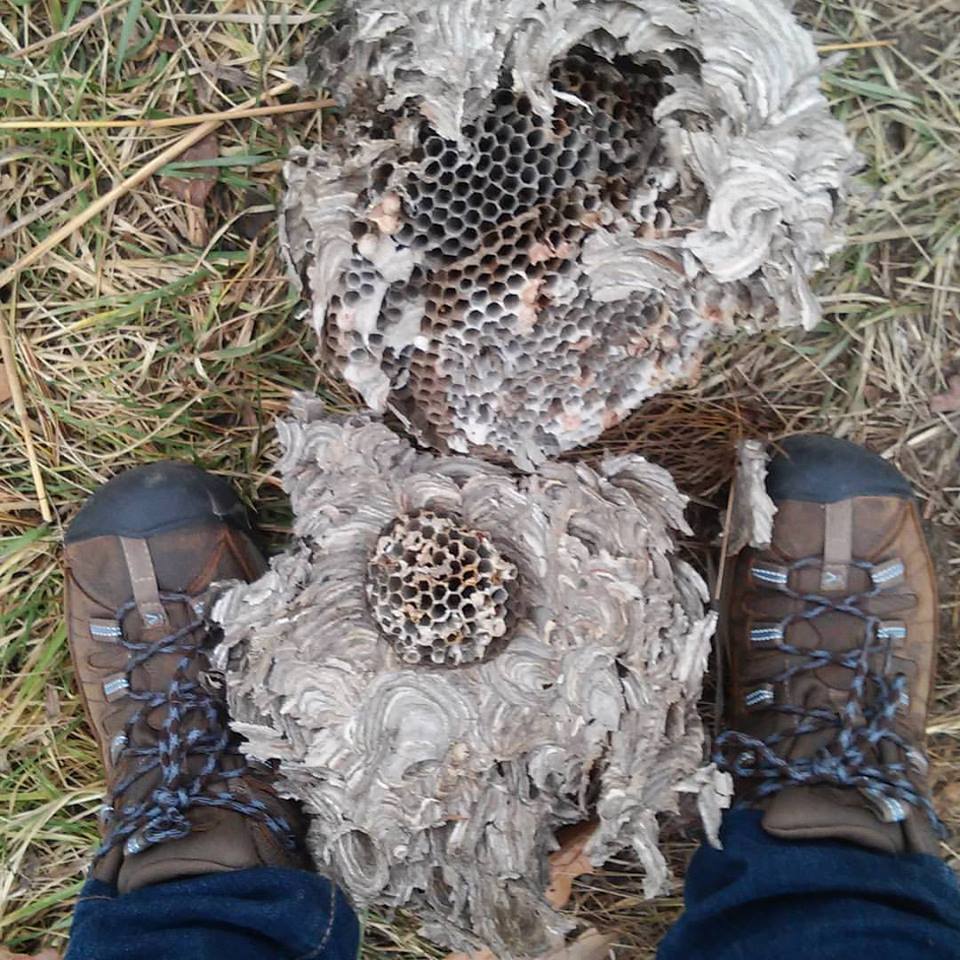 CO-Horts: Colorado's Yellow Stripey Things (Stinging Insects)