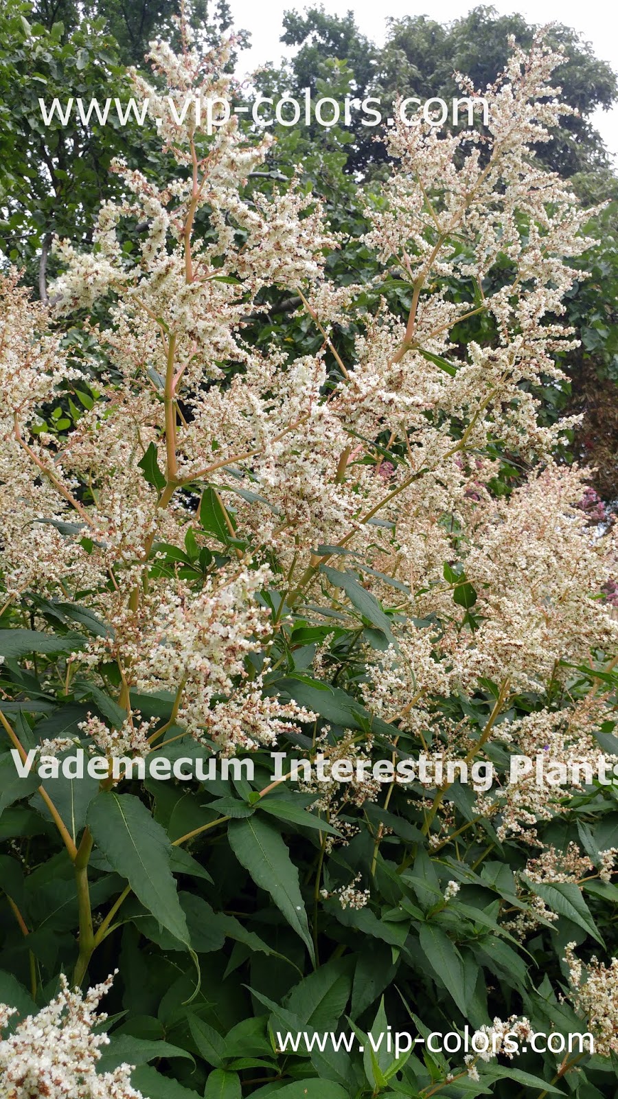 Vademecum Interesting Plants: Polygonum polymorphum - Persikaria ...