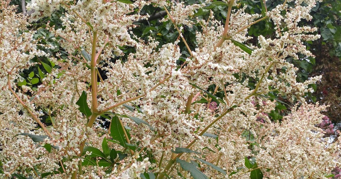 Vademecum Interesting Plants: Polygonum polymorphum - Persikaria ...