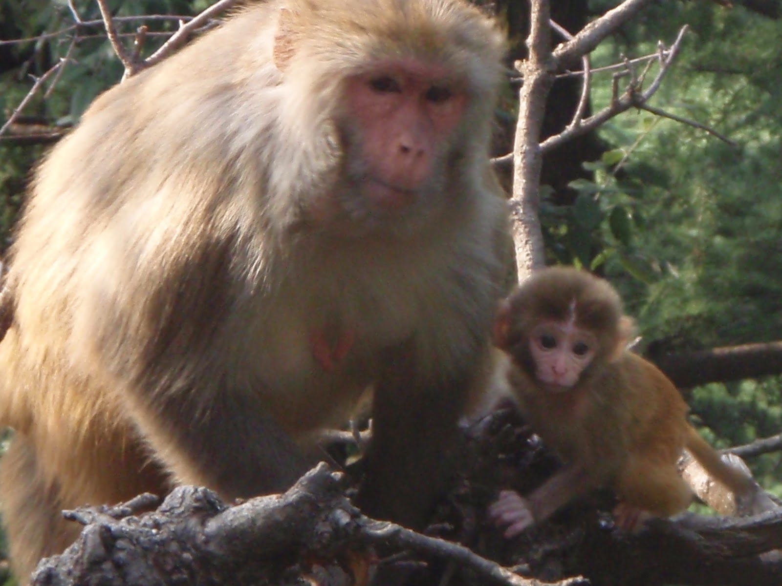 All Ghee'd up & Ready to go