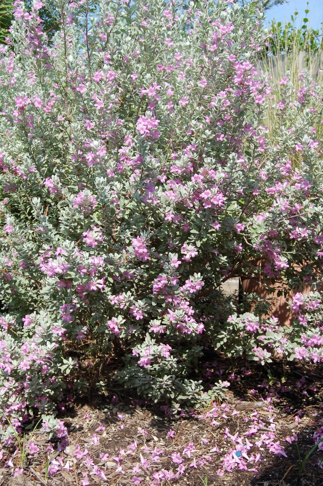 By the Way: Summer Garden