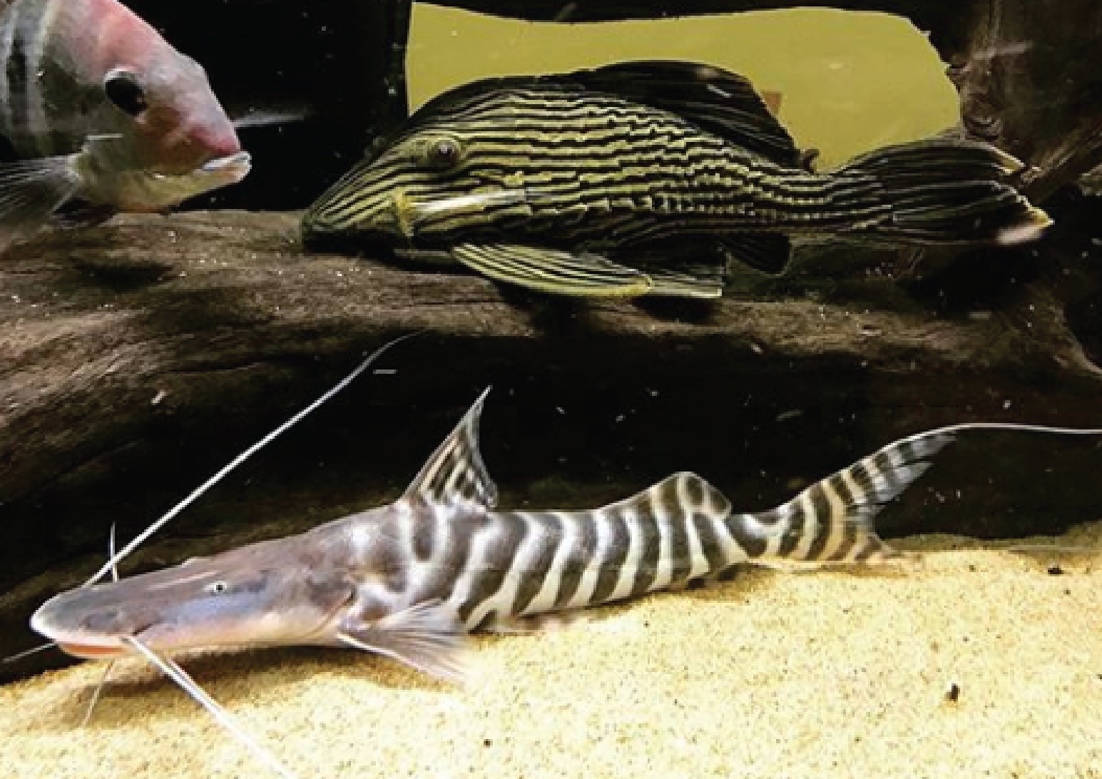 Cara Teknik Pemijahan dan Budidaya Ikan Tiger Catfish Mudah Untuk ...