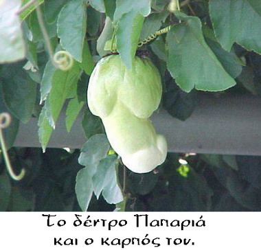 Μια επιστημονική διερεύνηση της "παπαριάς"!!!