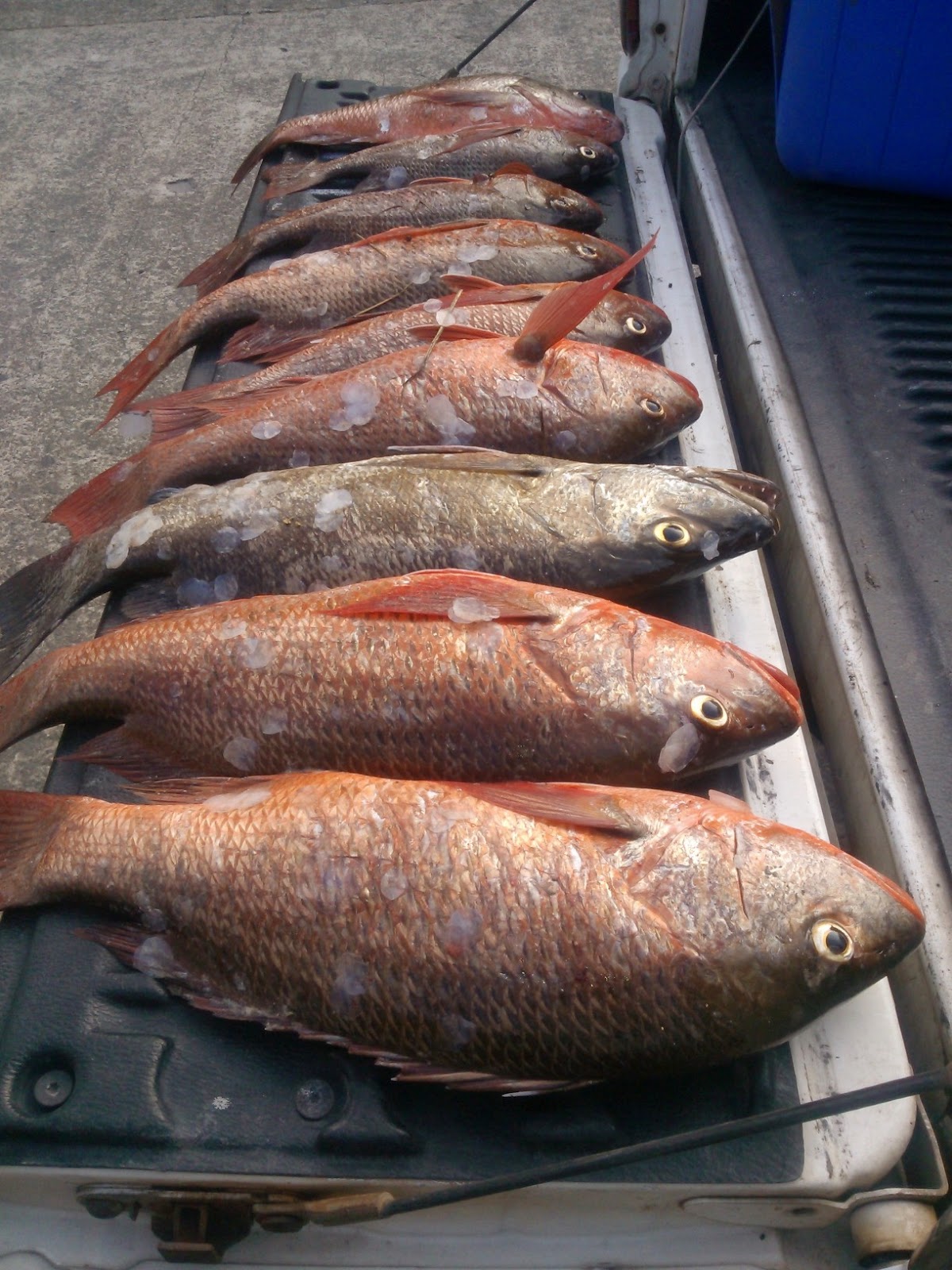 Surfishing en Manzanillo: PARGOS, PARGOS Y MAS PARGOS