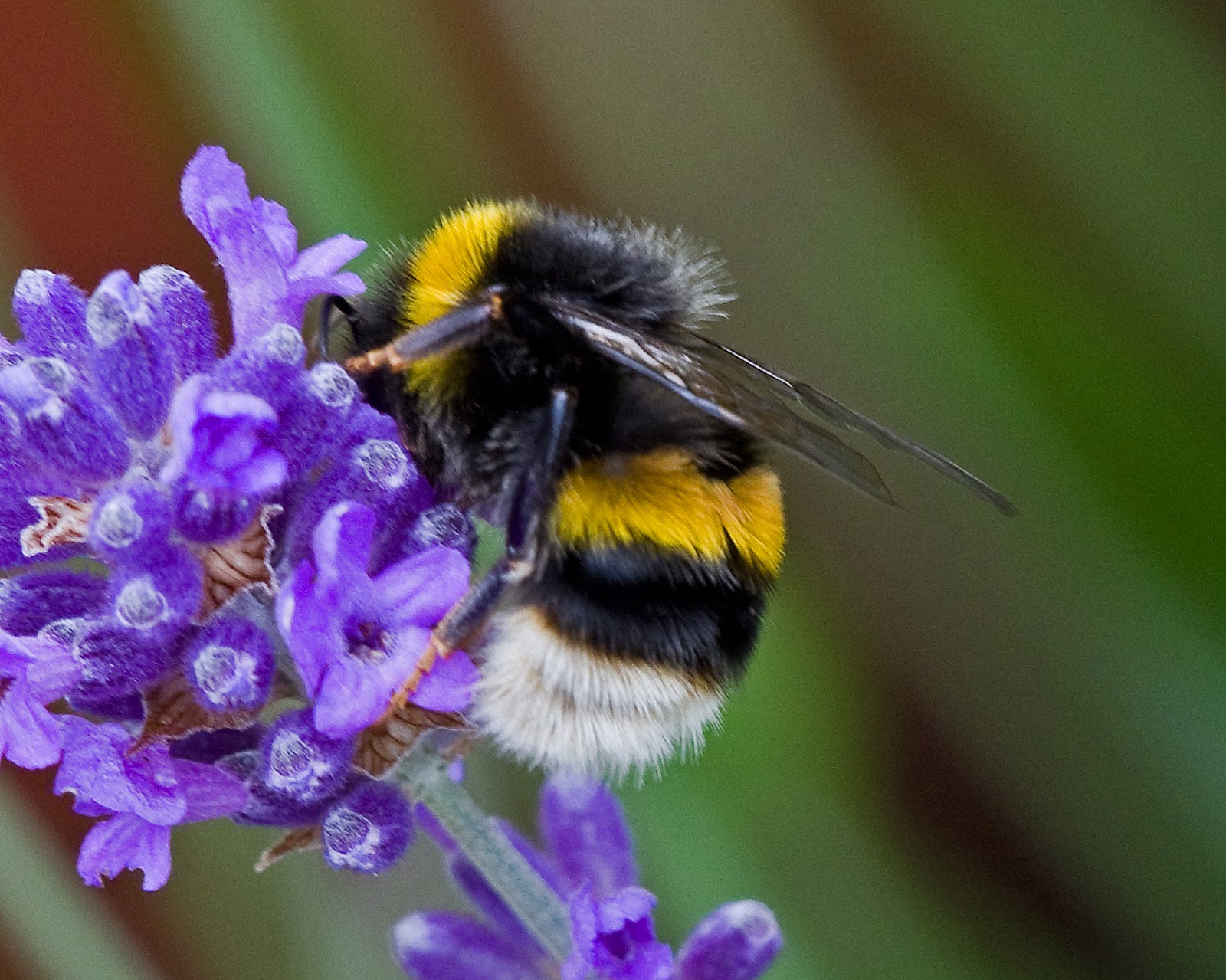 Martin's Sussex Birding Blog: Flies, Bees and Wasps